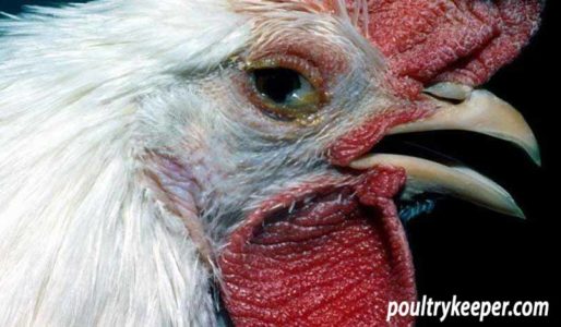 Respiratory Disease In Chickens