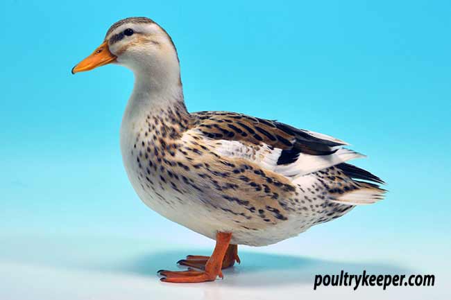 Silver Appleyard Miniature Ducks