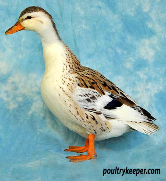 Silver Appleyard Miniature Ducks
