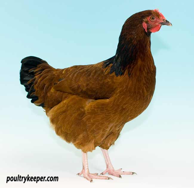 Sussex Chickens